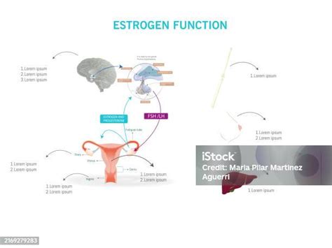 Estrogen Function In The Female Body Stock Illustration Download