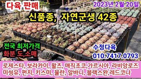 다육 판매 2월 20일 신품종 자연군생 42종수정다육01074170793 화분 도소매 5만원이상 무료배송 택배비