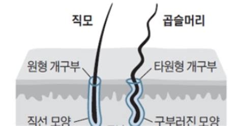 누구는 직모 누구는 곱슬머리 이것 모양 따라 달라진다