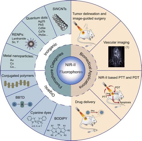 labeling exosomes with near infrared nir fluorescent probes