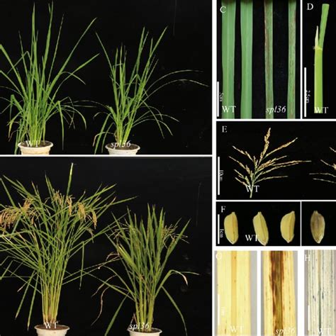 Phenotype Of Wt And Mutant Spl36 Plants A Wt And Mutant Spl36 Plants Download Scientific