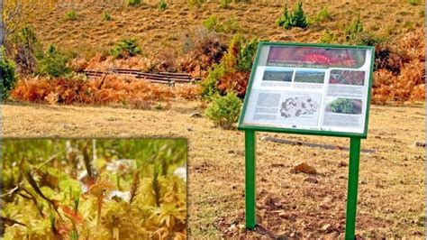 Darko Blinkov On Linkedin 2️⃣Јуни Светски Ден на тресетиштата 🌱Локалитетот Јудови Ливади…