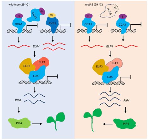 生物钟基因调控环境温度与植物生长的耦合机制 生物通