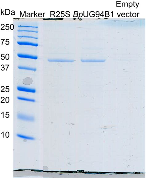 Figure 6 From Catalytic Key Amino Acids And Udp Sugar Donor Specificity Of A Plant
