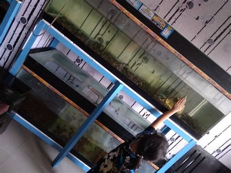 Jual Beli Aquarium Baru/Bekas Area Nganjuk