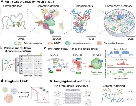 computational methods for analyzing multiscale 3d genome organization pmc