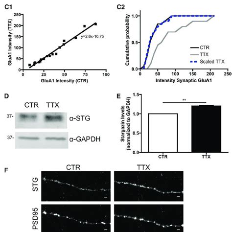 Stg Is Increased In Cortical Neurons By Ttx Induced Synaptic Scaling Download Scientific Diagram