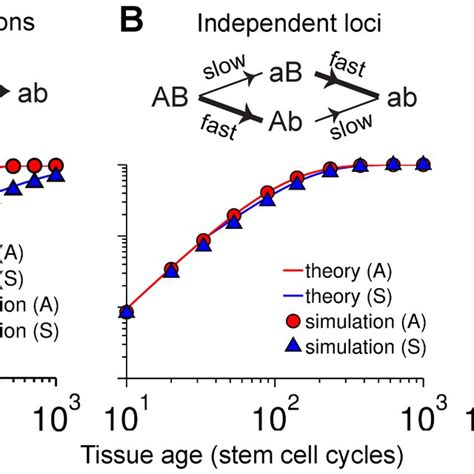 Symmetric Stem Cell Divisions Delay Mutation Accumulation A