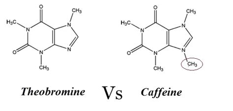 Coffee And Cocoa Guide — Chocolate Alchemy Coffee And Cocoa Guide — Chocolate Alchemy