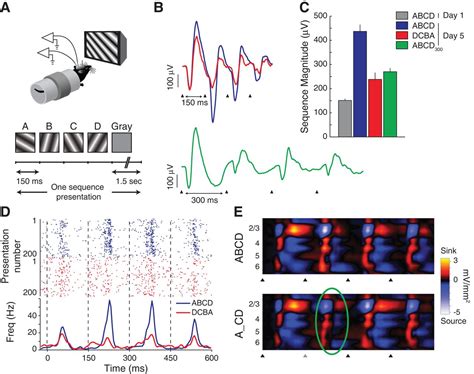 Higher Brain Functions Served By The Lowly Rodent Primary Visual Cortex