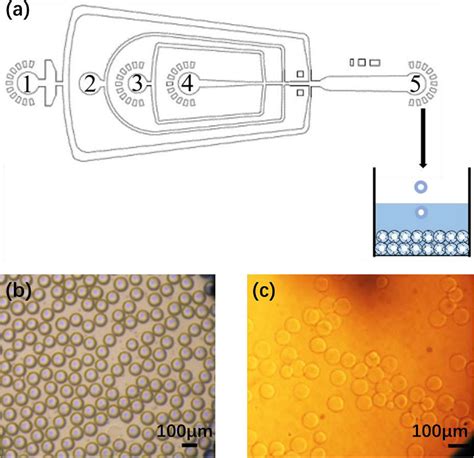 Preparation Of Alginate Hydrogel Microparticles By Gelation Introducing Cross Linkers Using