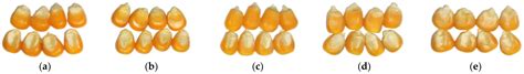 Application Of Near Infrared Hyperspectral Imaging Technology In Purity Detection Of Hybrid Maize