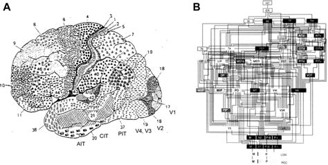 2 Brodmann Areas And Mapping Of Cortical Pathways A 1909 Korbinian Download Scientific