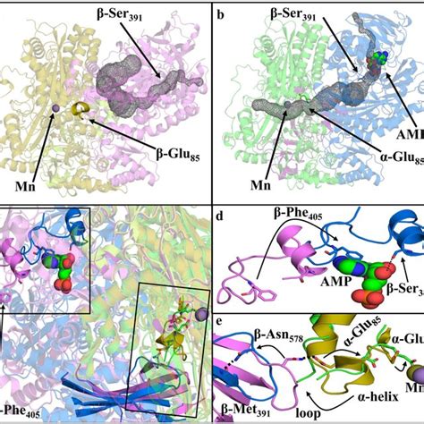 Conformational Shift Upon Nucleotide Binding A Ligand Free Structure