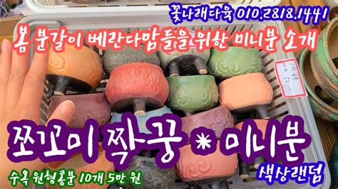 인기 최고 화분 수옥분 재입고 소개할 때 마다 완판 중인 화분💕 쪼꼬미 짝꿍 미니분 소개해요💕멋스럽고 가격 좋은 화분 꽃나래다육 01028181441 Youtube
