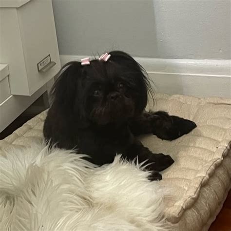 Its Ms Trixie Itsmstrixie On Threads