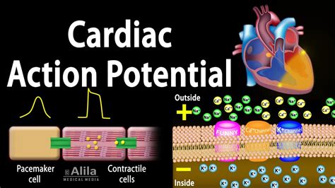 Cardiac Action Potential
