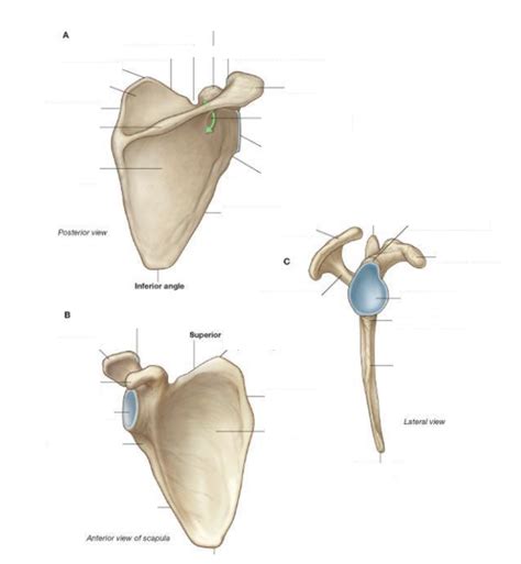 Diagram Of Lecture 2 3 Scapula Diagrams Quizlet