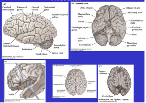 Cortical And Subcortical Structures Flashcards Quizlet
