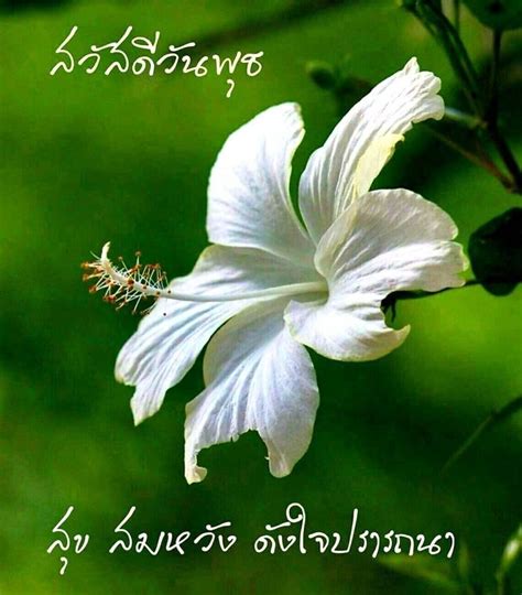 ปักพินโดย Nonmai Ka Baimon ใน Hello O ทักทายสวัสดี วันพุธ สวัสดีตอนเช้า ภาพพื้นหลัง