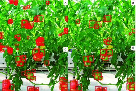 Example Of All Detected Tomatoes Ac And Filtered Detected Tomatoes Download Scientific