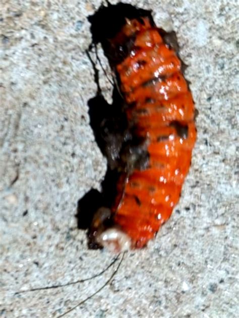 Papaya Pawpaw Worm In The Passiflora Root