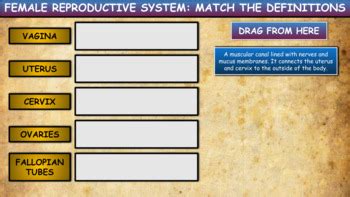 Female Reproduction Drag Drop Worksheet Google Slides Powerpoint