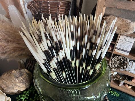 5 Thick African Crested Porcupine Quills Cleaned 8 9 Inches Long