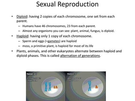 PPT Crop Improvement PowerPoint Presentation Free Download ID