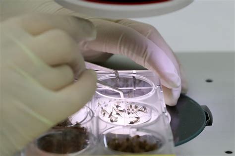 고양시 말라리아 환자 19명 발생…야외활동 주의보 파이낸셜뉴스