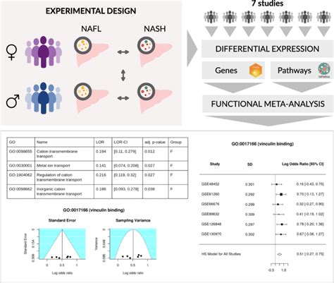 Hepatic Steatosis And Steatohepatitis A Functional Meta Analysis Of Sex Based Differences In