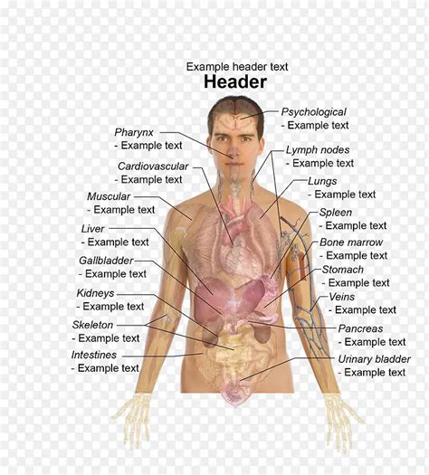 人体结构png图片素材下载 图片编号8245256 Png素材网