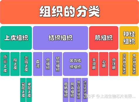 实验秘籍 5个单细胞组织解离tips 助你实验效率up Up Up! 知乎 实验秘籍 5个单细胞组织解离tips 助你实验效率up Up Up! 知乎