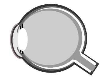 Eye Structure And Accommodation GCSE Biology Teaching Resources