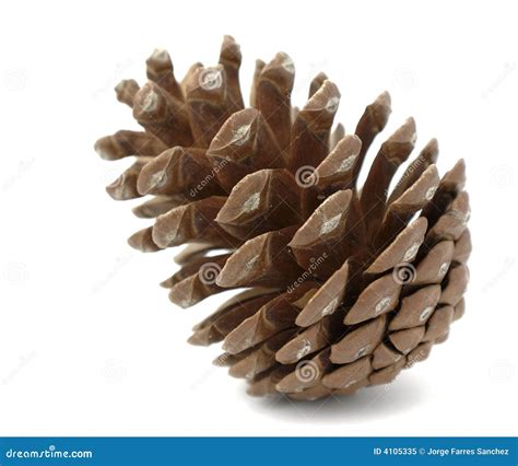 Pinecone Stock Image Image Of Nature Pinecone Decoration