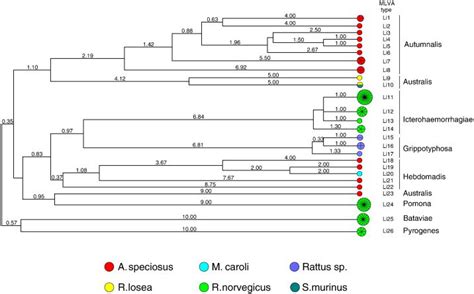 dendrogram based on mlva using 11 loci showing relationships between