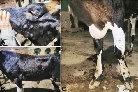 Clinical Sings Of Lsd A Cutaneous Nodules On The Head And Neck Download Scientific Diagram