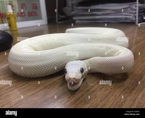 Full Grown Ball Python