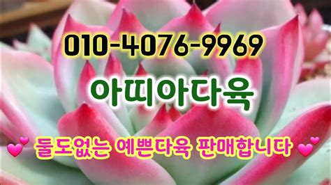 둘도없는 예쁜다육 판매합니다명품다육판매多肉植物 아띠아다육명품다육판매 Youtube