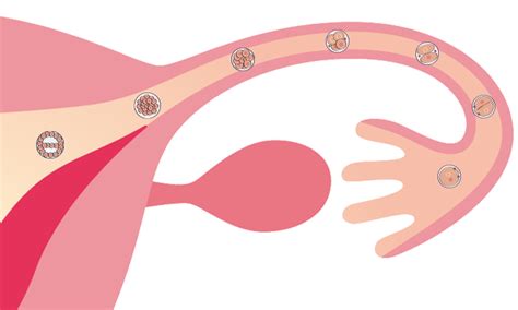 妊娠についての知識 妊活ながの