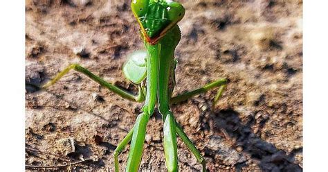 Grasshopper In The Field Album On Imgur