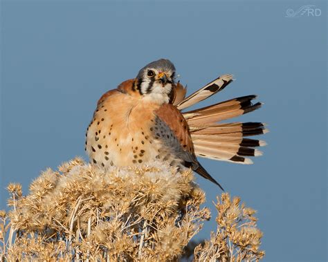 American Kestrel Preening On A Rabbitbrush Perch Feathered Photography