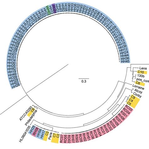 Figure Single Nucleotide Polymorphism Snp Analysis Of Isolates From