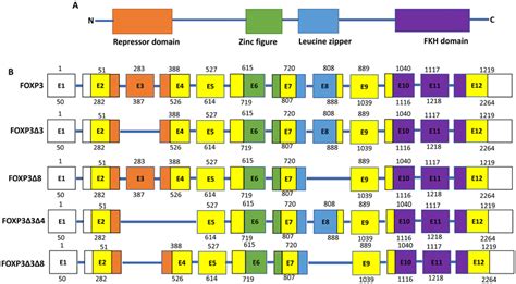 Schematic Representation Of The Structure Of Foxp3 A Four Main Domains Download Scientific