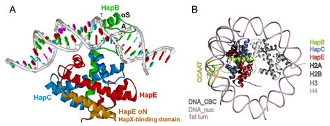 Transcription Promoter