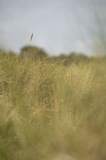 네덜란드의 들판에서 자라는 야생 풀과 갈대의 수직 클로즈업 샷 0명에 대한 스톡 사진 및 기타 이미지 0명 갈대속 벼과 계곡 Istock