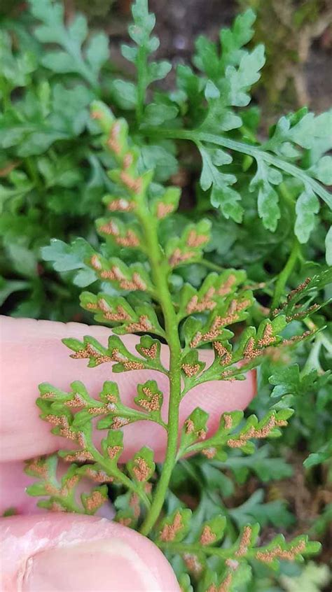 Mountain Spleenwort Asplenium Montanum Sori Western Carolina