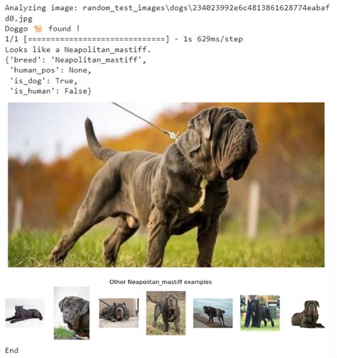 Predicting Dog Breeds Using Deep Neural Networks