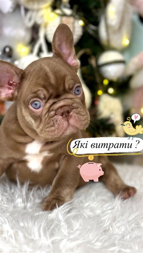 ФРАНЦУЗЬКИЙ БУЛЬДОГ 🐾ПУДЕЛЬ 🐾 Часто люди наважуються на цуценя після втрати улюбленця і це