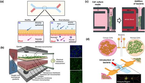Microfluidic Based In Vitro Models For Mimicking Host Microbe Download Scientific Diagram